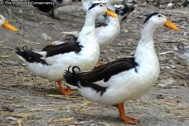 Magpie Duck - Breed Profile - Backyard Poultry
